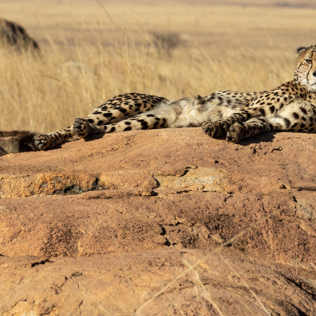 Inside the Manyatta: A Taste of Home and Heritage - Rhodes Tours Africa