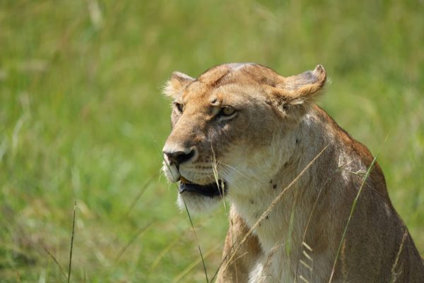 Inside the Manyatta: A Taste of Home and Heritage - Rhodes Tours Africa