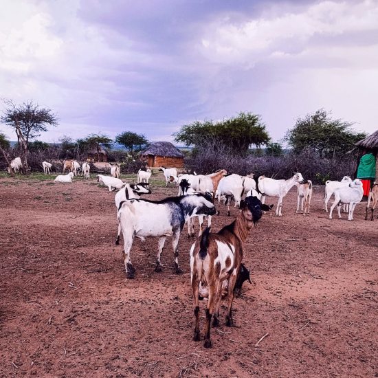 Inside the Manyatta: A Taste of Home and Heritage - Rhodes Tours Africa