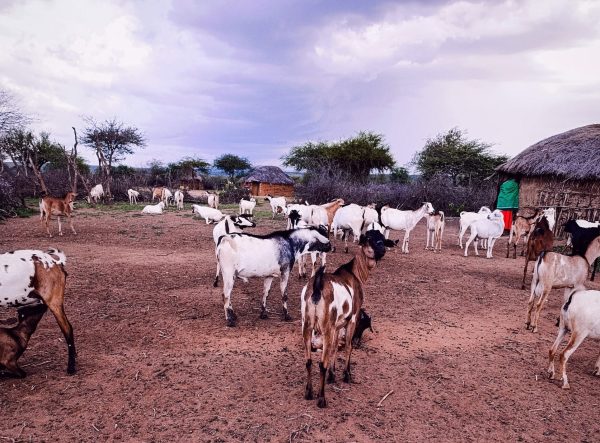 Inside the Manyatta: A Taste of Home and Heritage - Rhodes Tours Africa